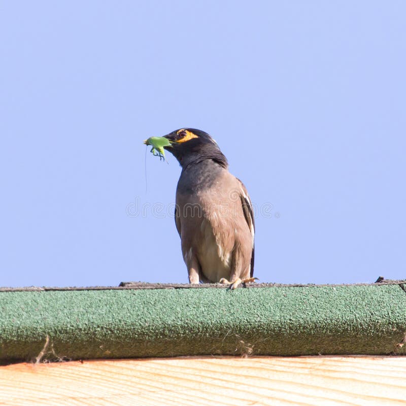 Bird eats a grasshopper stock image. Image of nature - 101049425