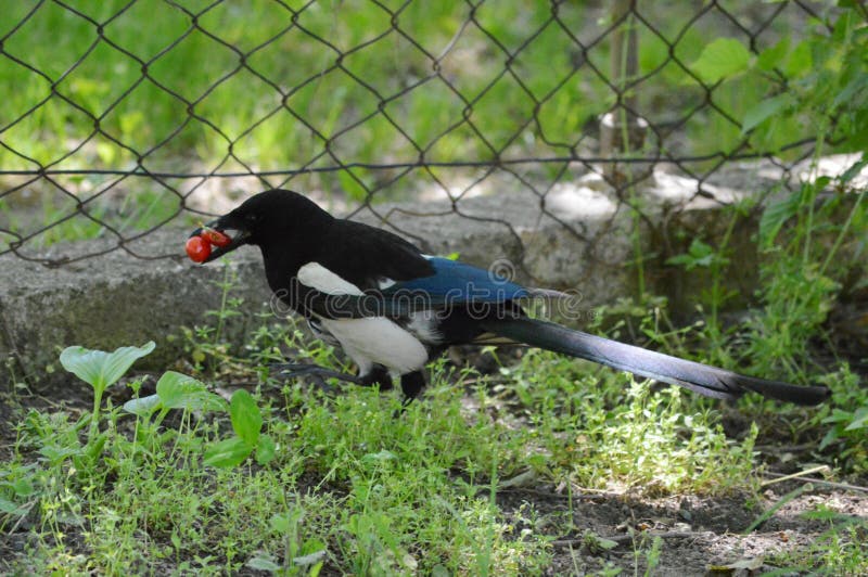 Bird Eats Red Ripe Cherries Stock Photo - Image of ripe, nature: 252334756