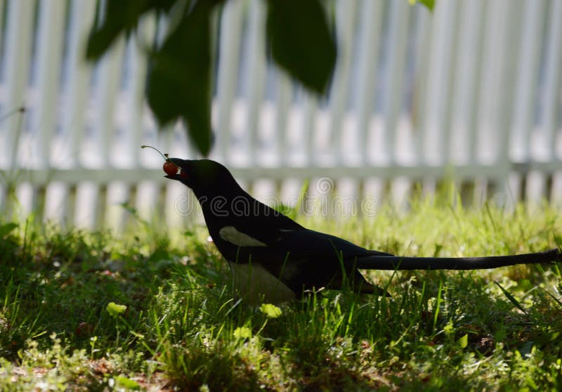 Bird Eats Red Ripe Cherries Stock Photo - Image of nature, green: 252334906