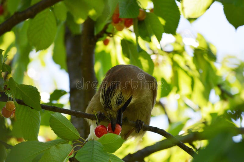 Bird Eats Red Ripe Cherries Stock Image - Image of wild, food: 252333987