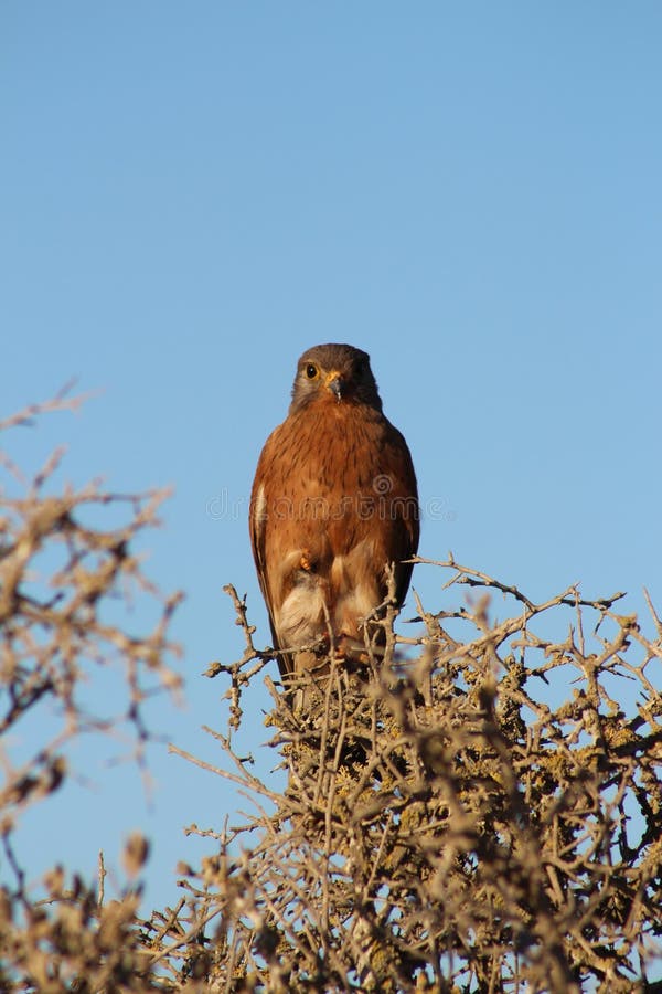 Bird, Ecosystem, Fauna, Hawk Picture. Image: 114791257