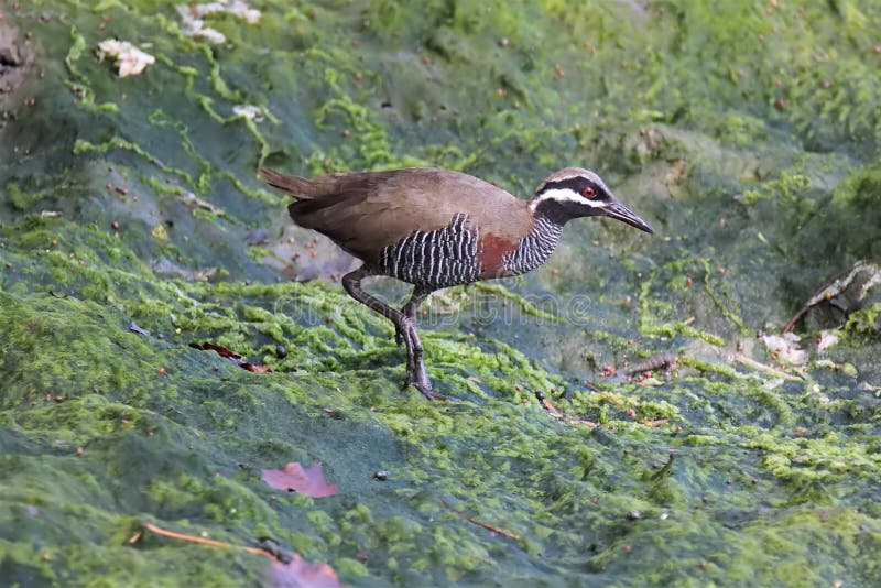 Bird, Ecosystem, Fauna, Nature Reserve Picture. Image: 118241779