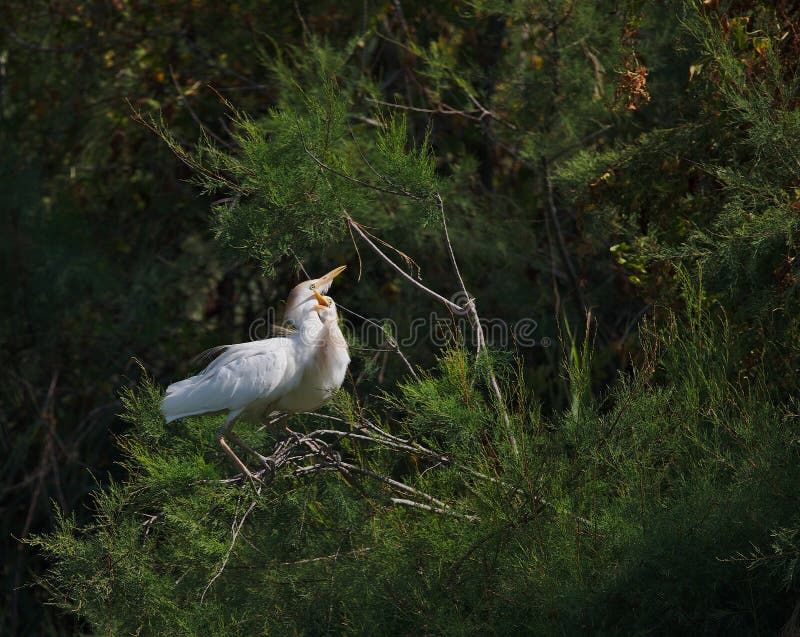 Bird, Ecosystem, Fauna, Nature Reserve Picture. Image: 134700669