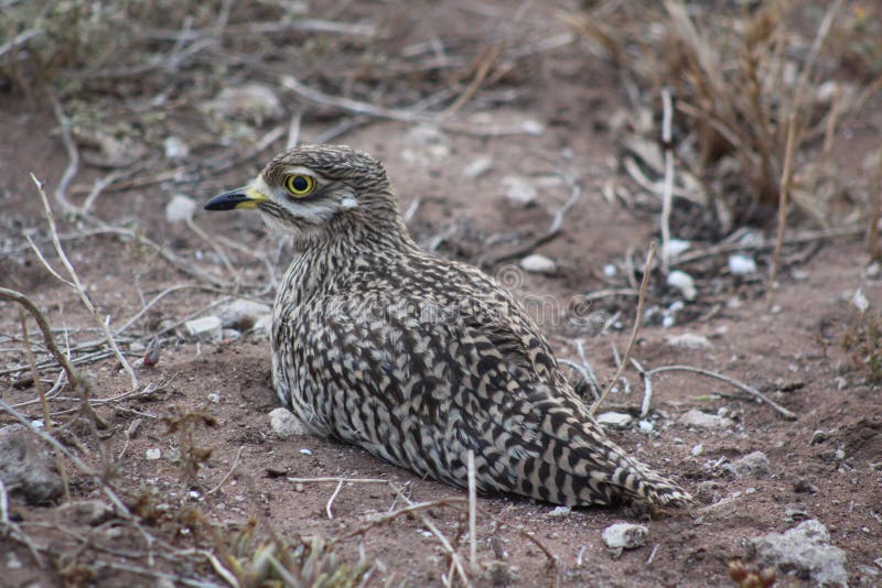 Bird, Ecosystem, Fauna, Wildlife Picture. Image: 114712309