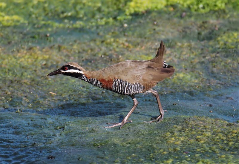 Bird, Ecosystem, Fauna, Wildlife Picture. Image: 118155913
