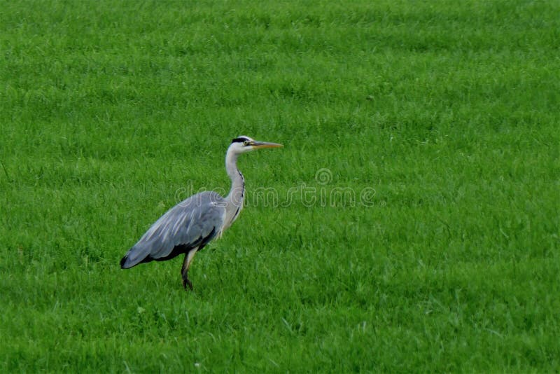 Bird, Ecosystem, Grassland, Nature Reserve Picture. Image: 119865802