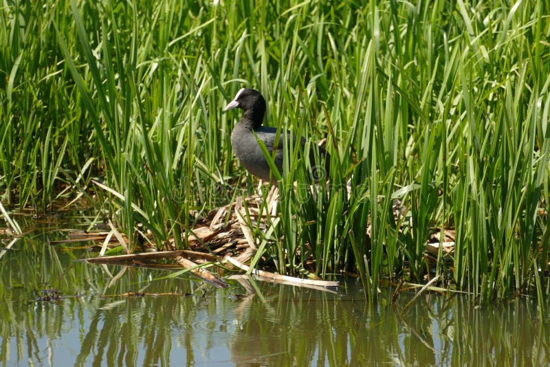Bird, Ecosystem, Nature Reserve, Fauna Picture. Image: 117884642