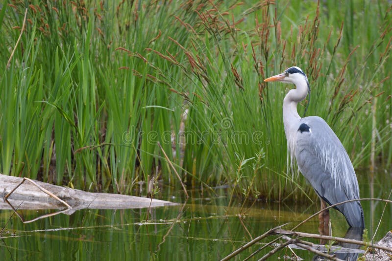 Bird, Ecosystem, Nature Reserve, Fauna Picture. Image: 119034488