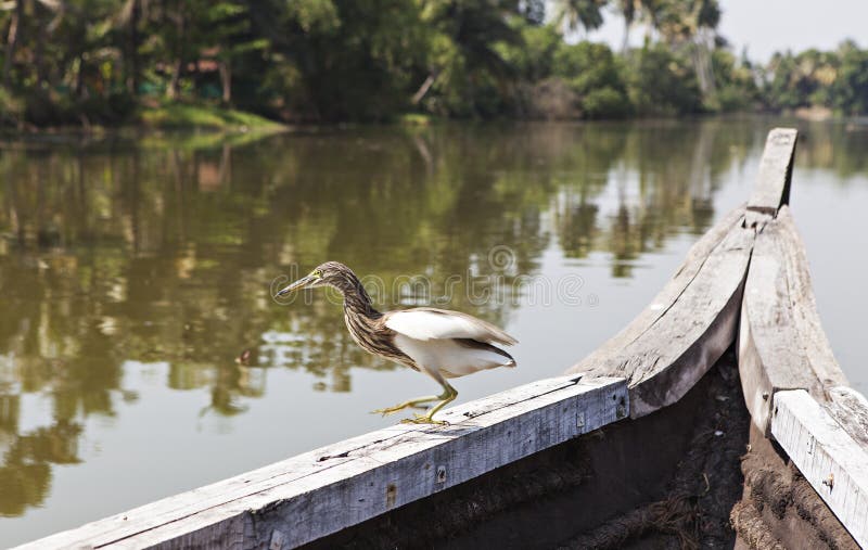 Bird on the Edge of the Boat Stock Photo - Image of ready, coast: 89928906