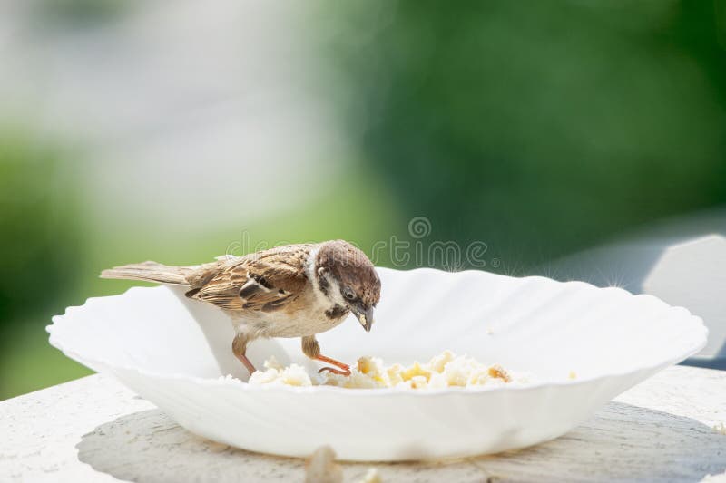 Sparrow Eating Bread Crumbs Stock Photos - Free & Royalty-Free Stock ...