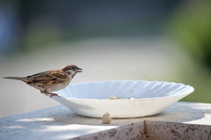 Bird on the Edge of a Plate, Eats Bread Crumbs Stock Image - Image of ...