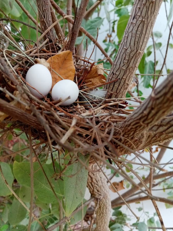 Bird Ege Most beautifull stock photo. Image of eges - 228959948