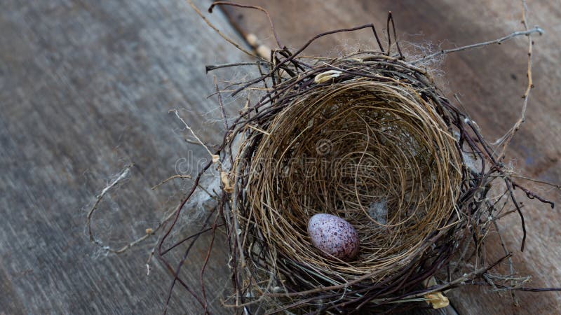 Bird egg in the nest stock image. Image of space, outdoors - 151122589