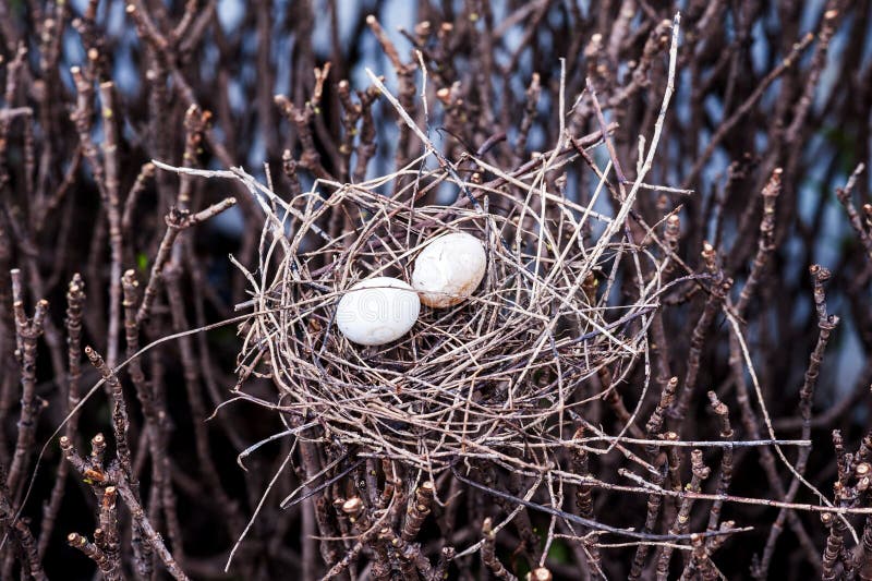 Bird egg in net stock photo. Image of peanut, small, holland - 33879504