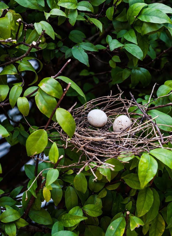 Bird egg in net stock image. Image of gripping, feeding - 33879793