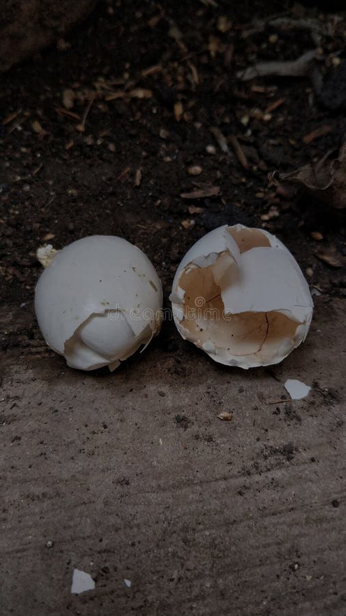 Bird Egg Shell stock photo. Image of eggshell, water - 342570954
