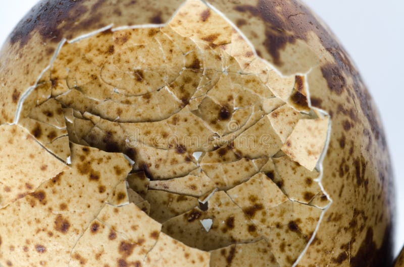 Bird egg shell texture stock image. Image of animal, financial - 37067821