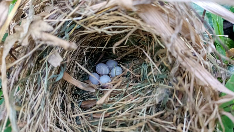 Bird eggs in a bird s nest stock image. Image of flower - 251799701