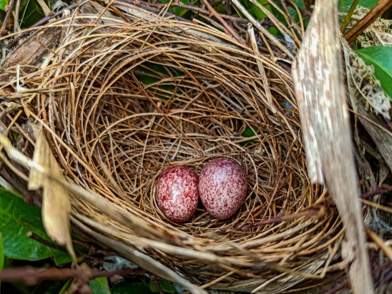 2 Bird Eggs in Bird S Nest on the Tree Stock Image - Image of animal ...