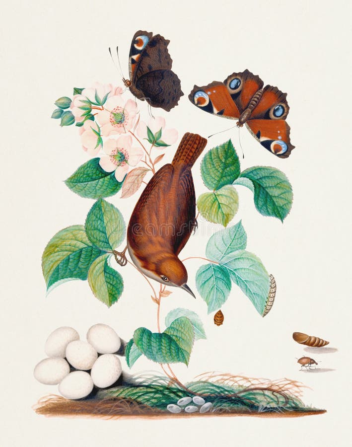 Bird, Eggs, Flowers and Butterflies Stock Illustration - Illustration ...