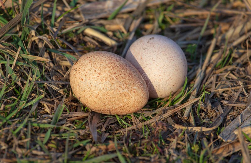Bird Eggs on the Ground in Nature Stock Image - Image of color, white ...