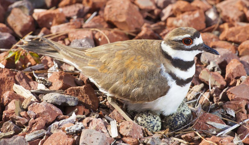 Bird and eggs stock photo. Image of white, killdeer - 131308112