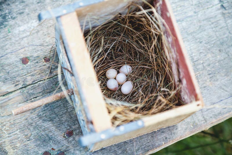 Five Bird Small White Eggs Lie in Palm of Hand Stock Image - Image of ...