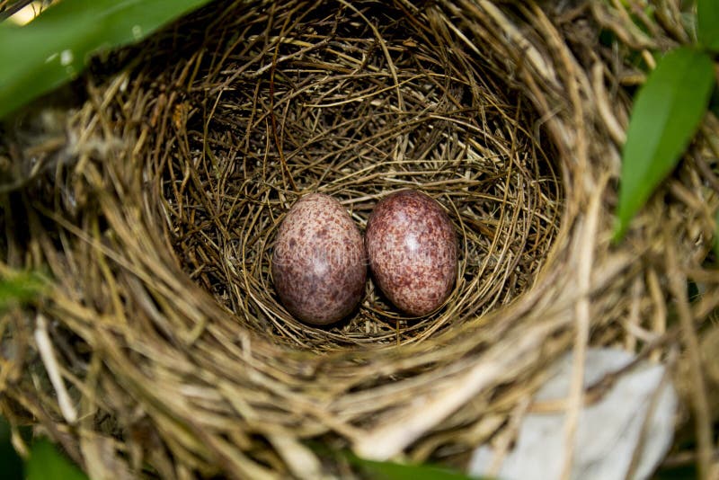 Bird eggs in the nest stock image. Image of wild, nest - 261763421