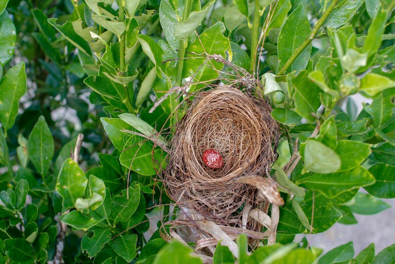 Bird eggs on nest stock image. Image of nature, holiday - 178004517