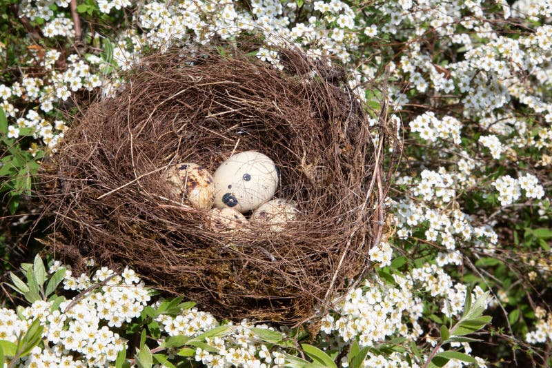 Bird Eggs in a Nest Spring with White Flowers Stock Photo - Image of ...
