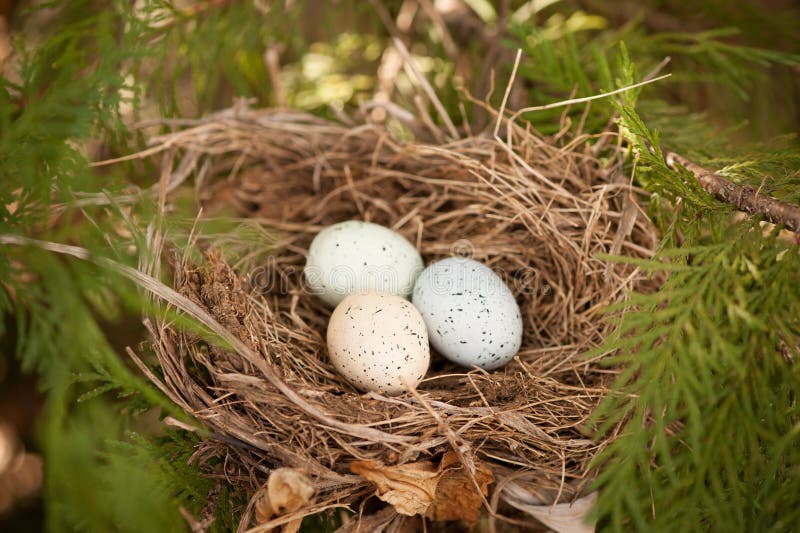 Bird's eggs in nest stock photo. Image of kind, coloured - 11442788