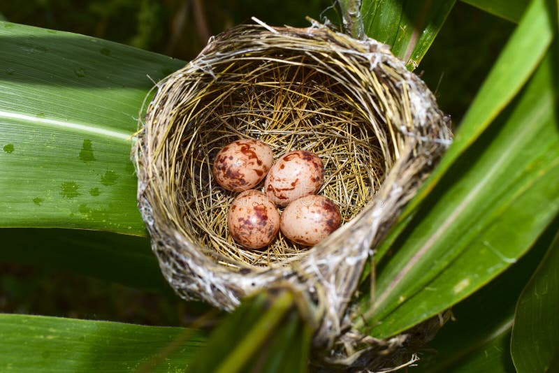 Bird eggs stock image. Image of natural, animal, four - 251150993
