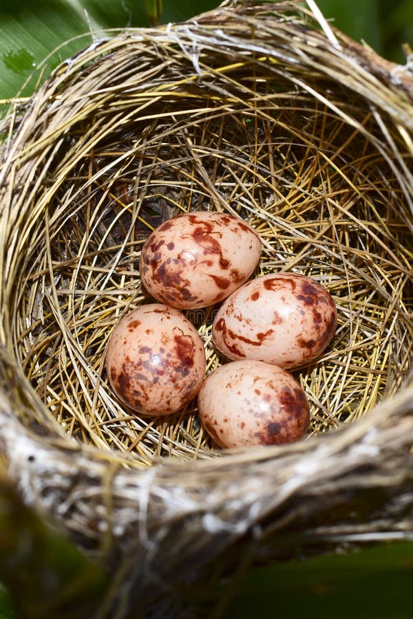 Bird eggs stock image. Image of eggs, nest, life, green - 251151035