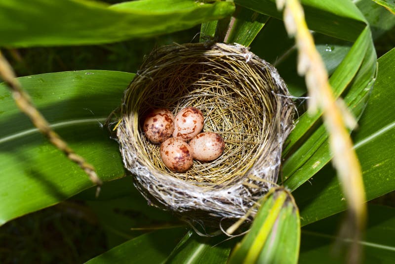 Bird eggs stock image. Image of object, inside, birds - 251151053