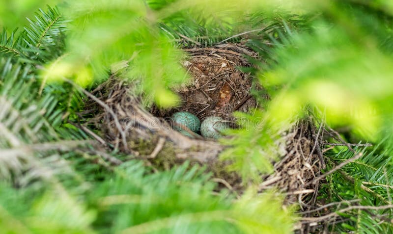 Bird eggs in the nest stock photo. Image of object, habitat - 319676100
