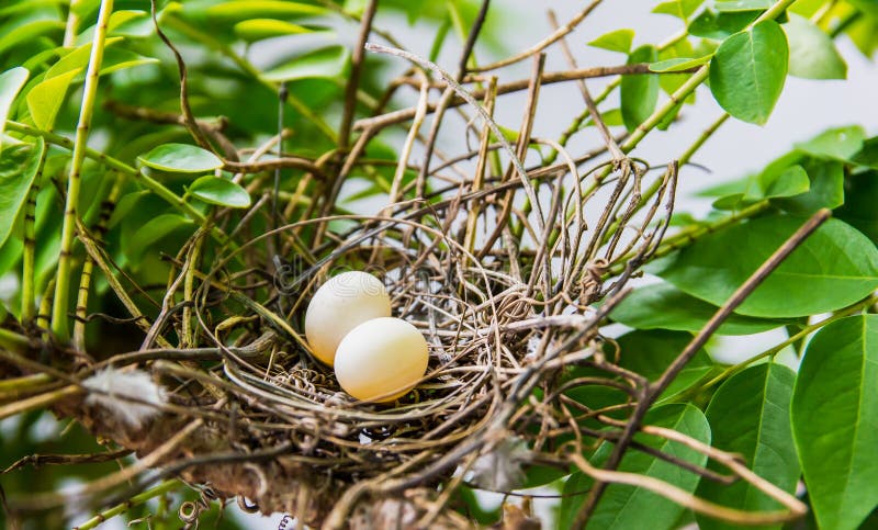 Bird eggs on tree stock image. Image of food, branches - 74219219