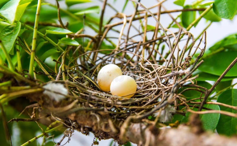 Bird eggs on tree stock image. Image of growing, reproduction - 74219227