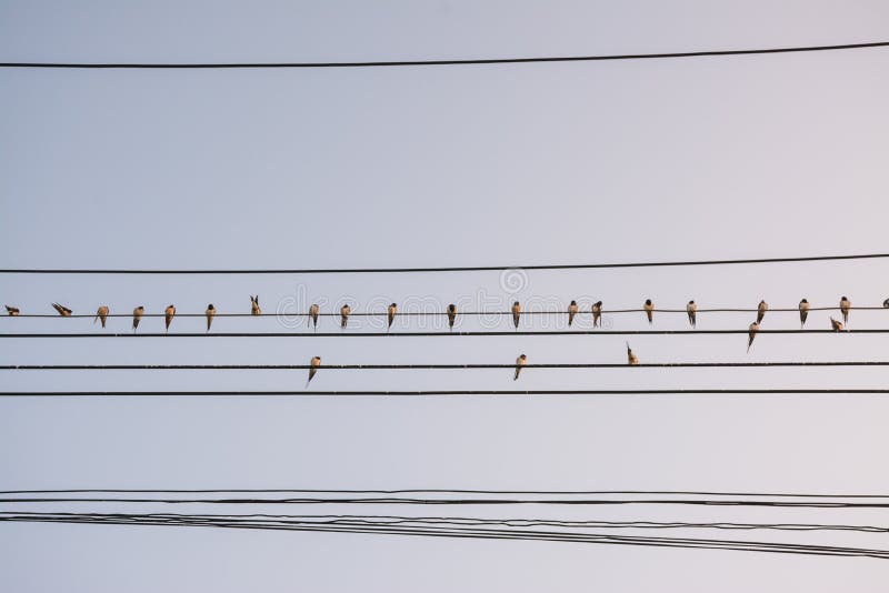 Bird on electric wire stock image. Image of danger, bird - 61050211