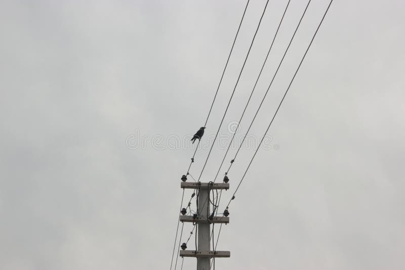 Bird on Electric Wire Waiting for Flying Stock Photo - Image of ...
