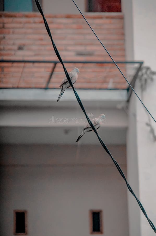 Bird on electrical wire stock photo. Image of bird, wildlife - 262473868