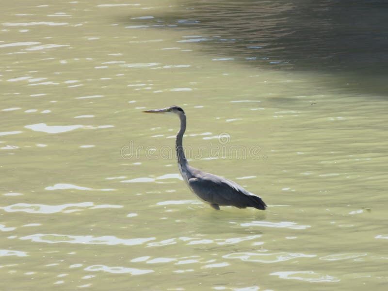 Airone stock photo. Image of elegance, heron, awkward - 98503164