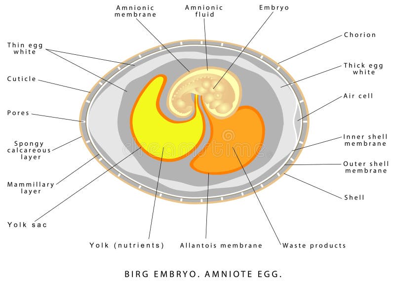 Embryo Chick Stock Illustrations – 131 Embryo Chick Stock Illustrations ...
