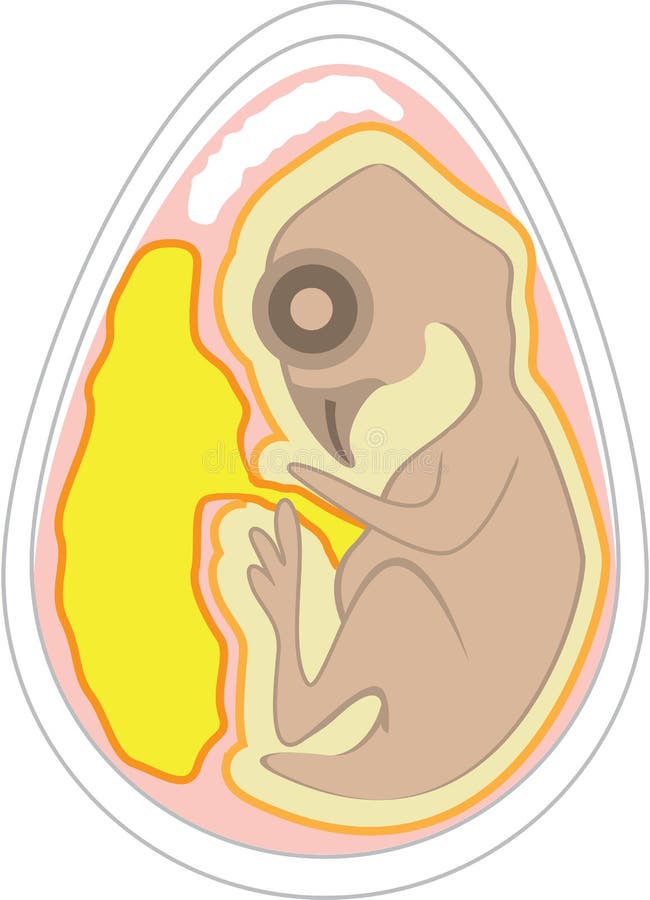 Structure Bird Egg. Bird Embryo. Stock Vector - Illustration of ...