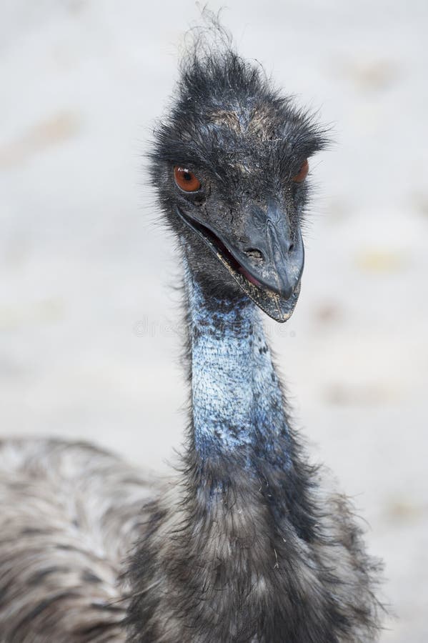 Bird emu stock image. Image of male, inquiring, closeup - 62095721