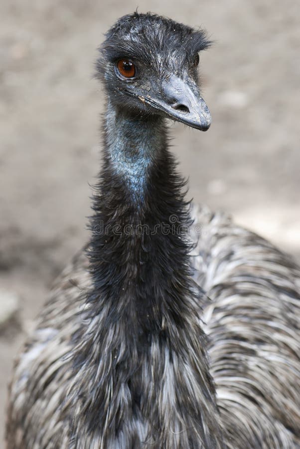Bird Emu (Dromaius Novaehollandiae) Stock Photo - Image of fauna ...