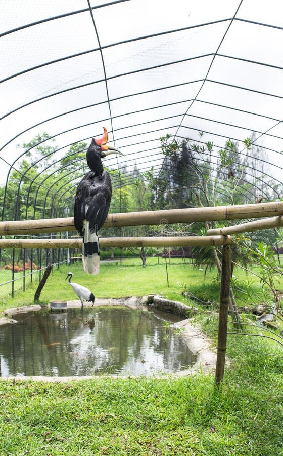 Bird Enclosure stock photo. Image of fowl, bird, crowned - 34067904