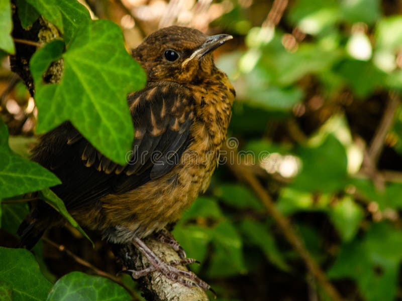 Bird enjoying the sun stock image. Image of beak, finch - 179900519