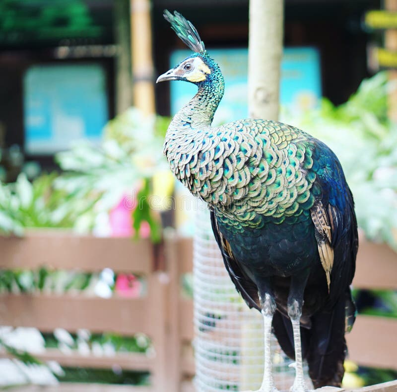 Bird stock image. Image of world, bird, epic, beautiful - 86499763