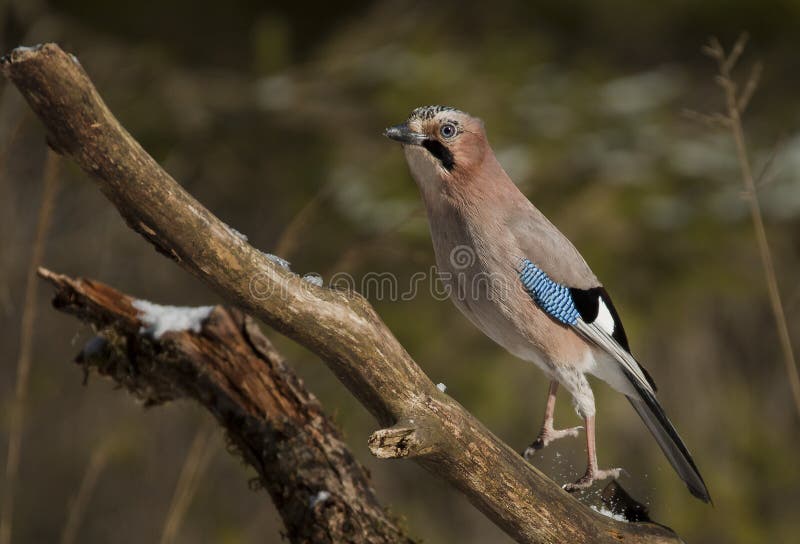 Jump stock photo. Image of beak, white, bird, perched - 104333396