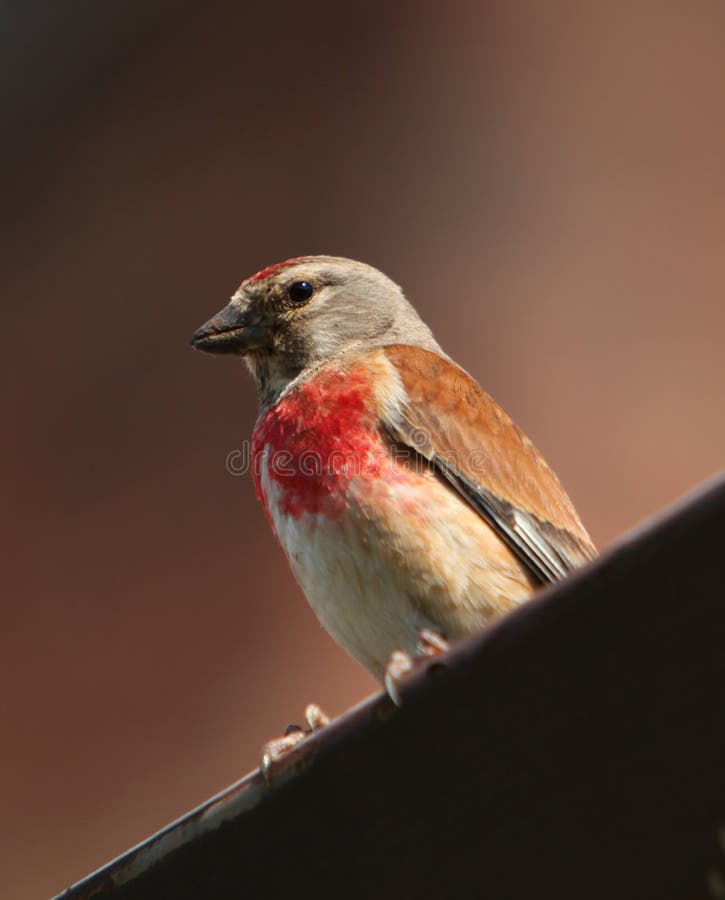 Flying Bird Sparrow Isolated on White Stock Photo - Image of side ...